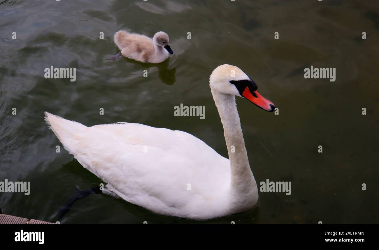 A swan and a baby swan swim across the lake Stock Photo - Alamy