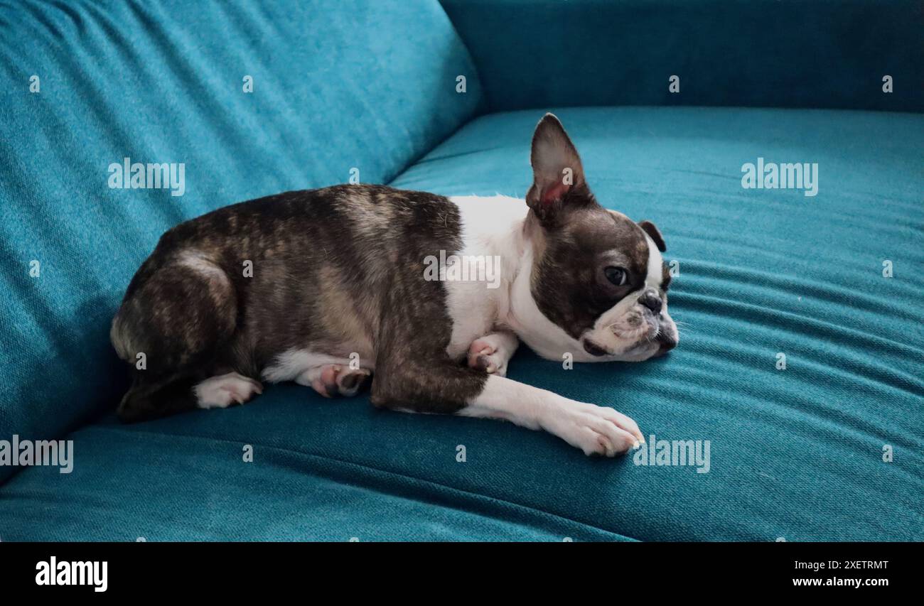 Beautiful boston terrier dog close hi-res stock photography and images ...