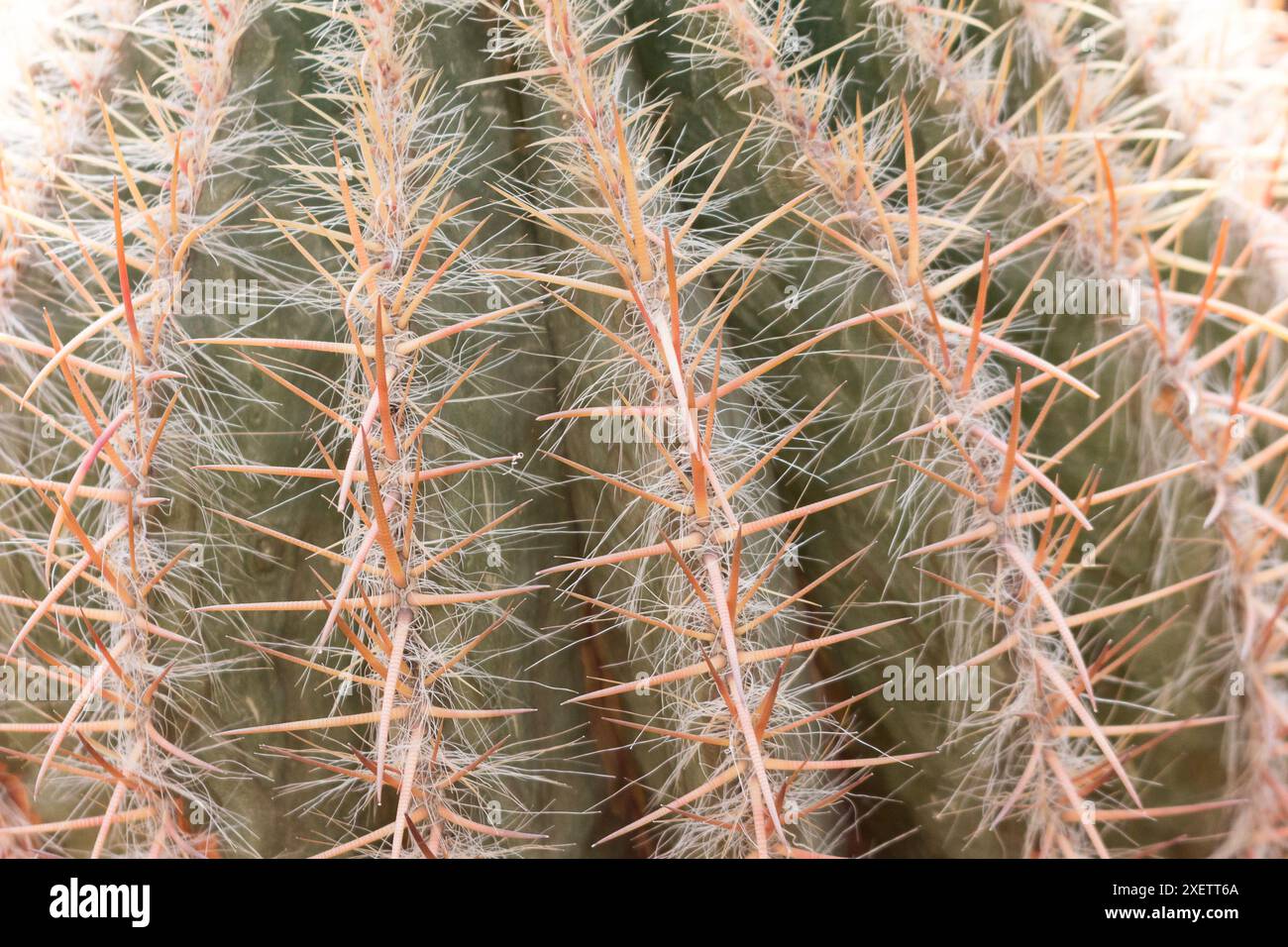 cactus texture macro,Cactus needles close-up, green succulent close-up ...