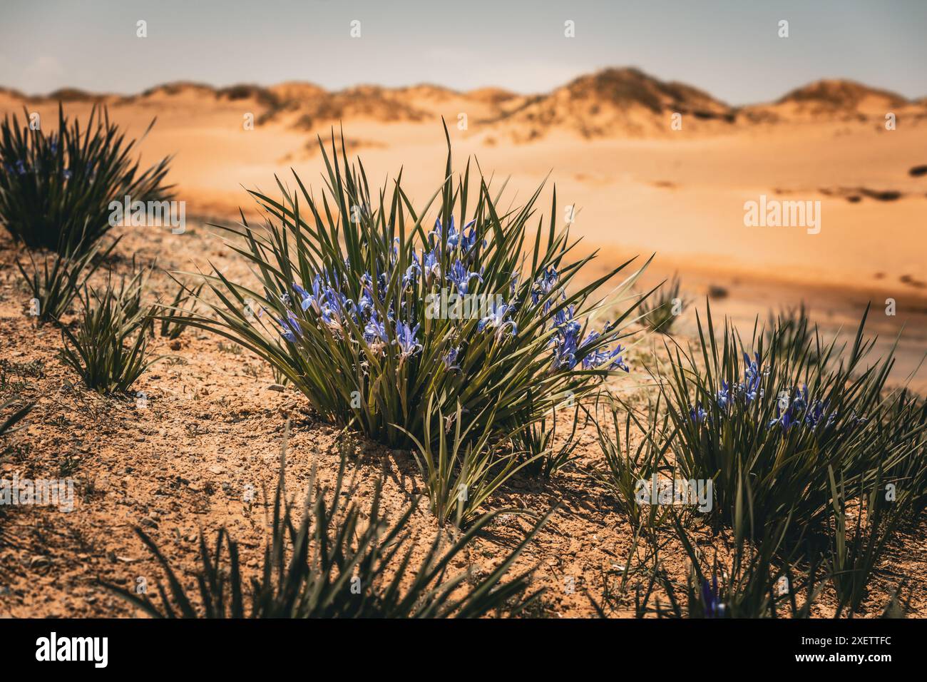 Wildflowers that grow here on the edge of a desert. I have rarely crossed such a contradictory ...