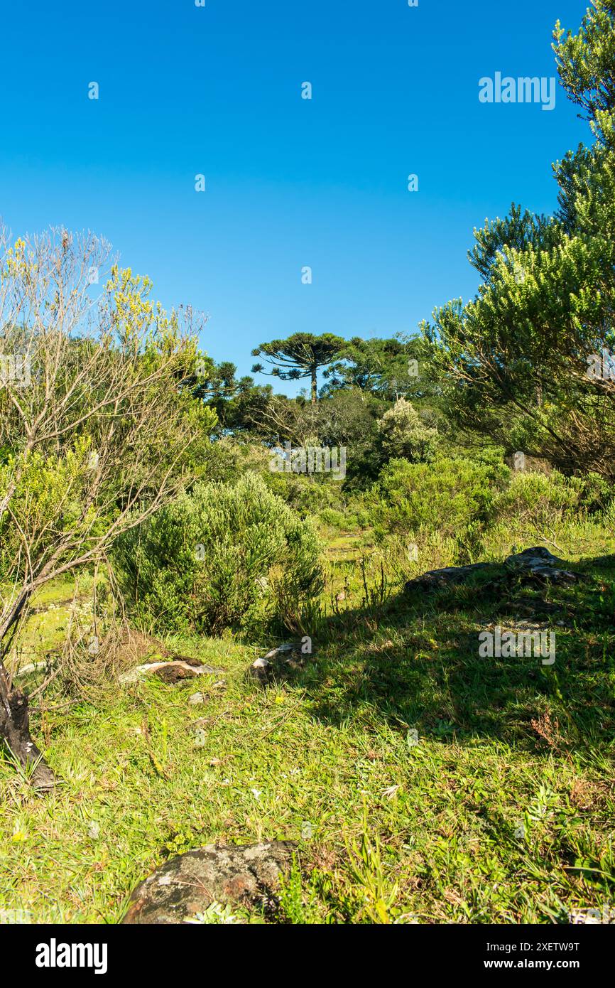 Grassland and Araucaria moist forest in Sao Francisco de Paula, South ...