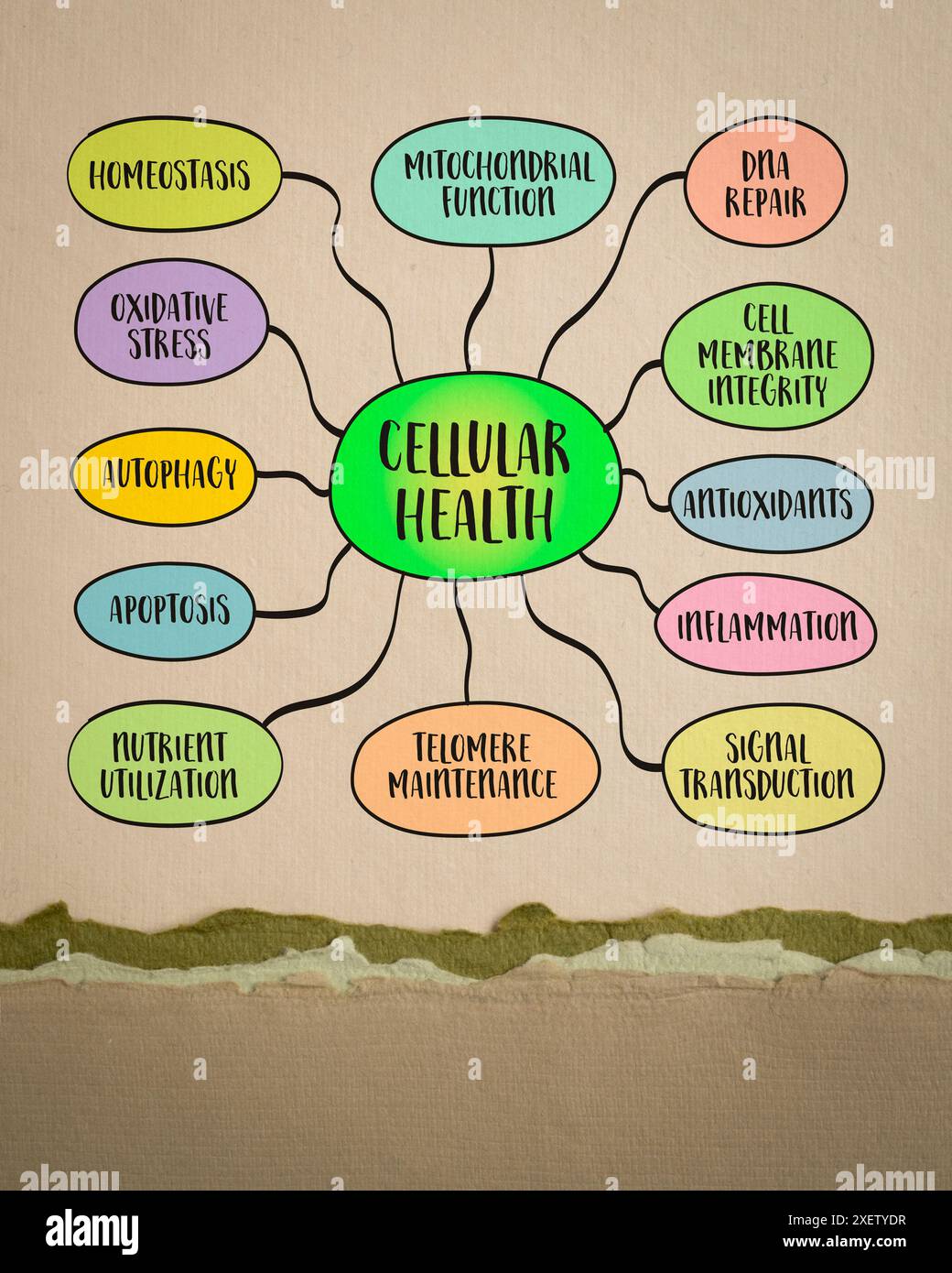 cellular health concept, processes that contribute to the optimal ...