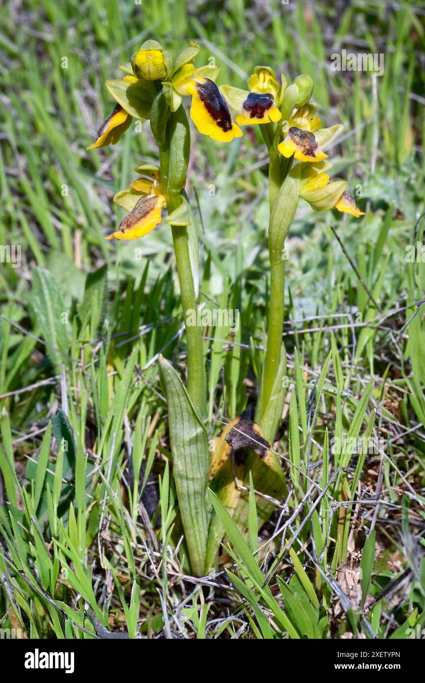 Yellow bee-orchid (Ophrys corsica), Orchidaceae. Wild european orchid ...