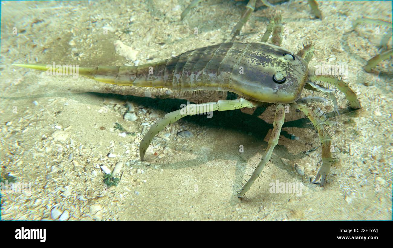 An illustration of the extinct Eurypterid Kokomopterus (sea scorpions ...
