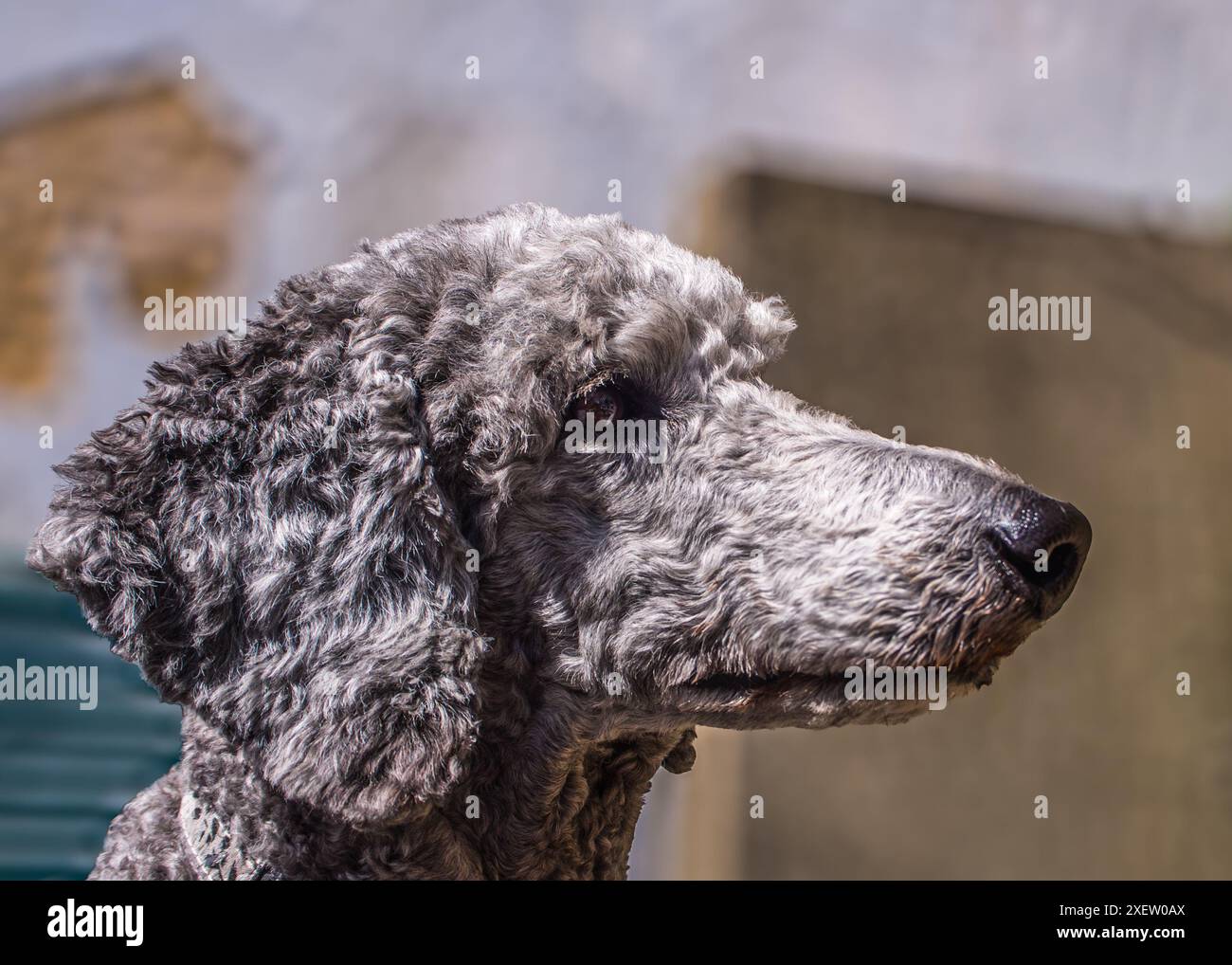 Silver poodle head profile. Stare to the right with blurred background ...