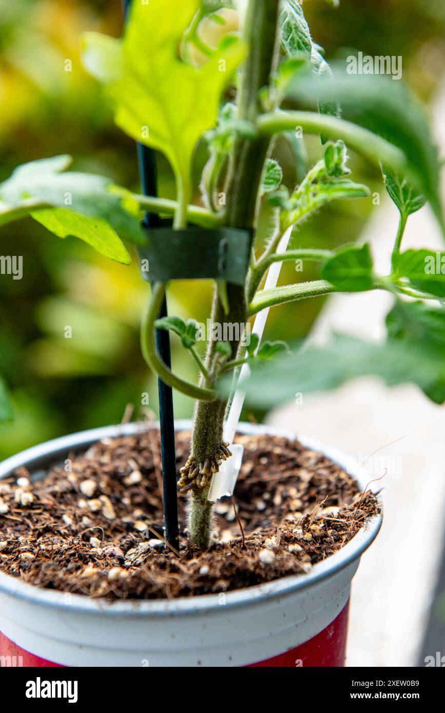 Grafting or graftage is a horticultural technique whereby tissues of ...