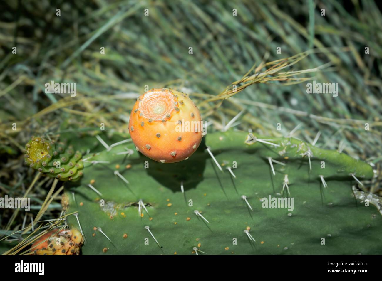 Cactus plant and the fruit in Saudi Arabia Stock Photo - Alamy