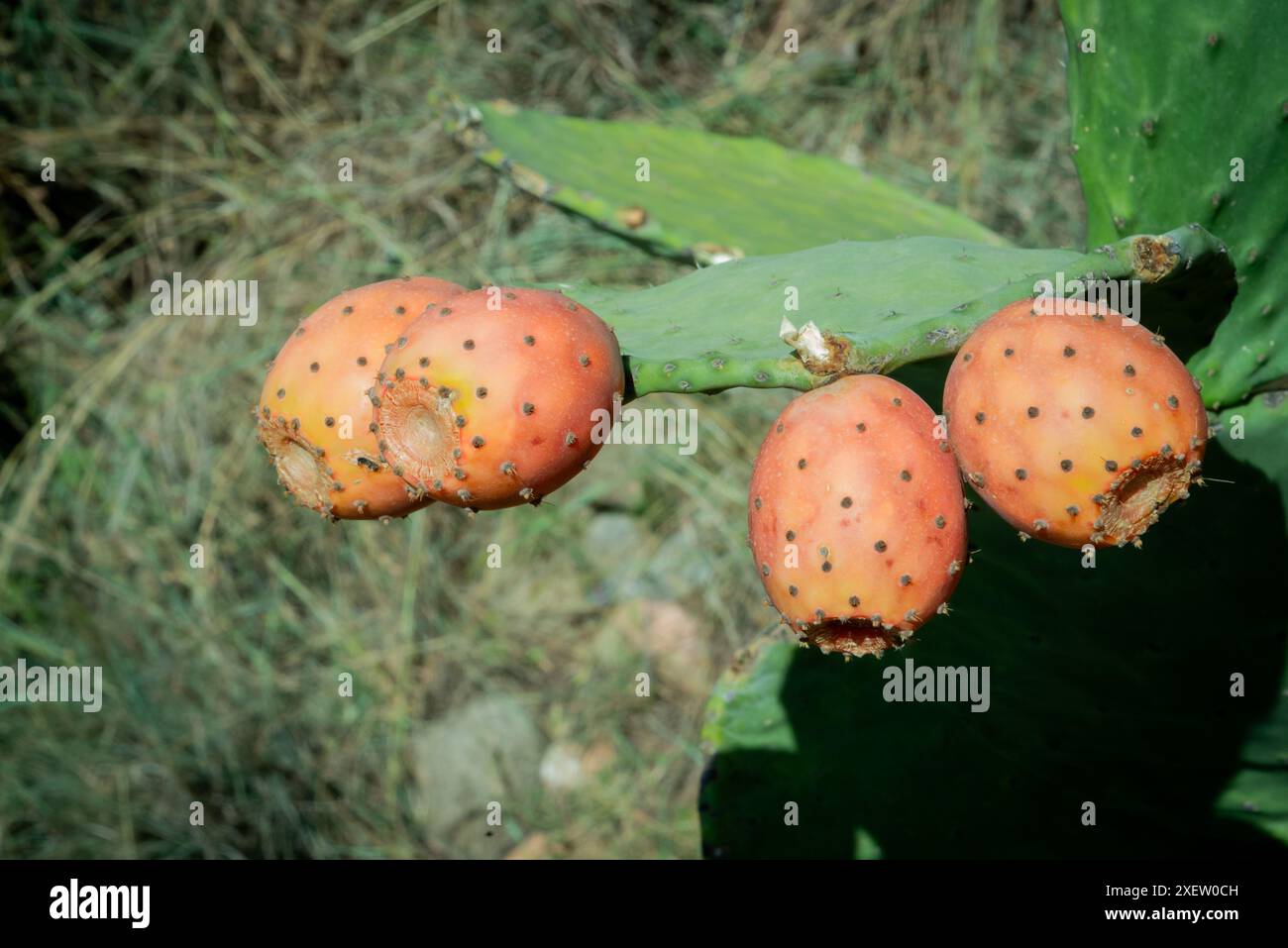 Cactus plant and the fruit in Saudi Arabia Stock Photo - Alamy