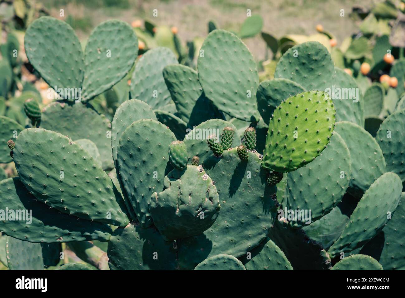 Saudi arabia cactus hi-res stock photography and images - Alamy