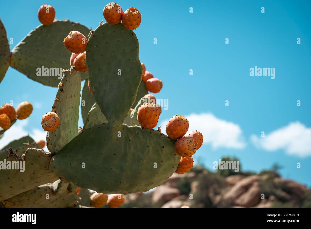 Saudi arabia cactus hi-res stock photography and images - Alamy
