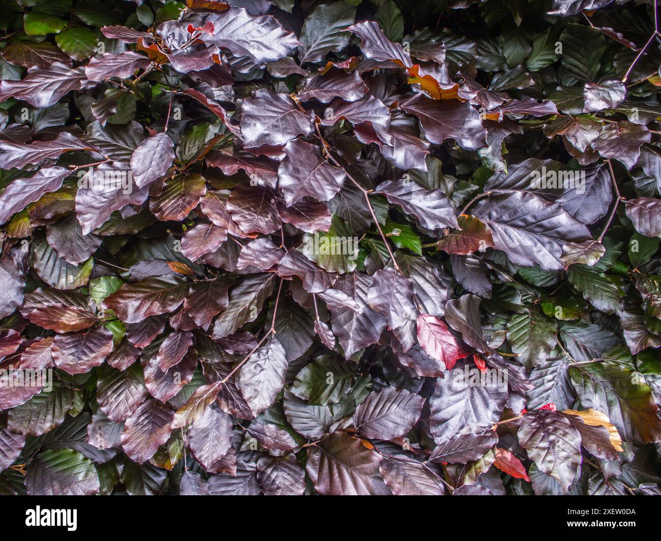 Copper beech hedge leaves. Purple red background wallpaper design Stock ...