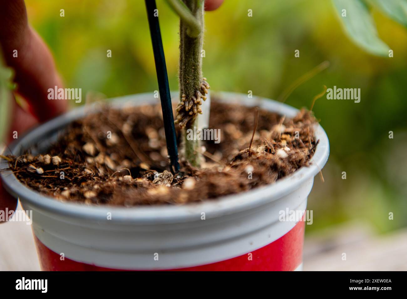 Grafting or graftage is a horticultural technique whereby tissues of ...