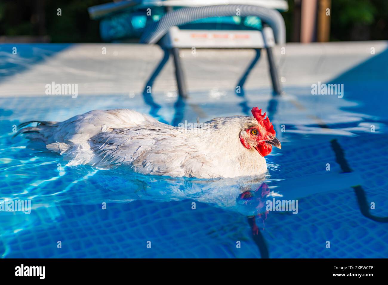 Pet Ameraucana Chicken cooling off in backyard swimming pool Stock ...