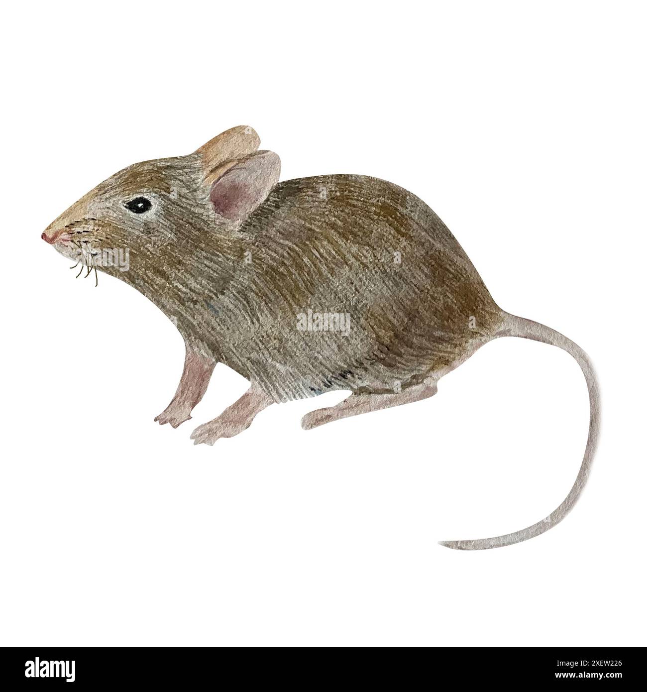 Charming watercolor illustration of a small mouse. Isolated. Cute ...