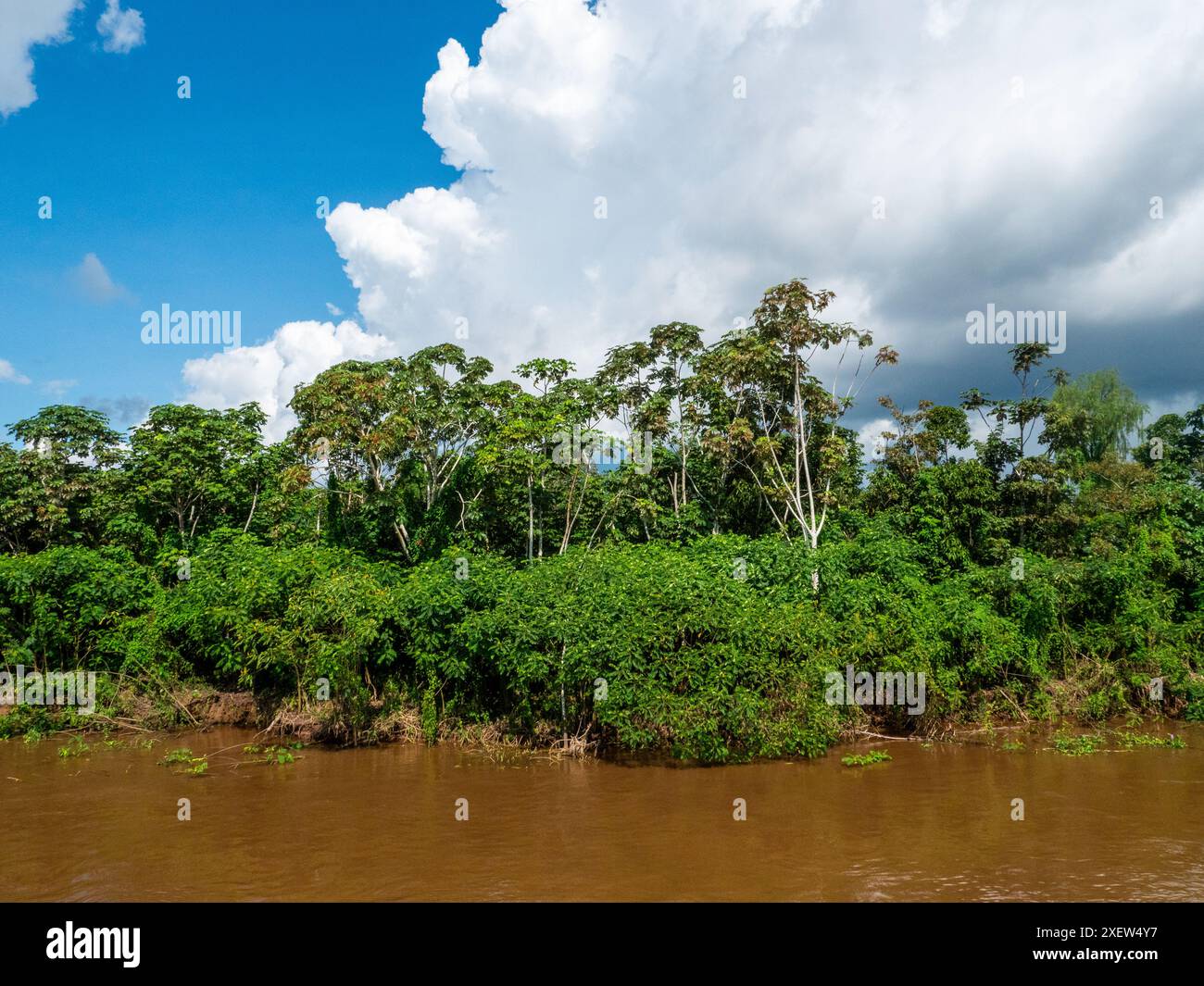 Solimoes river amazon brazil hi-res stock photography and images - Alamy