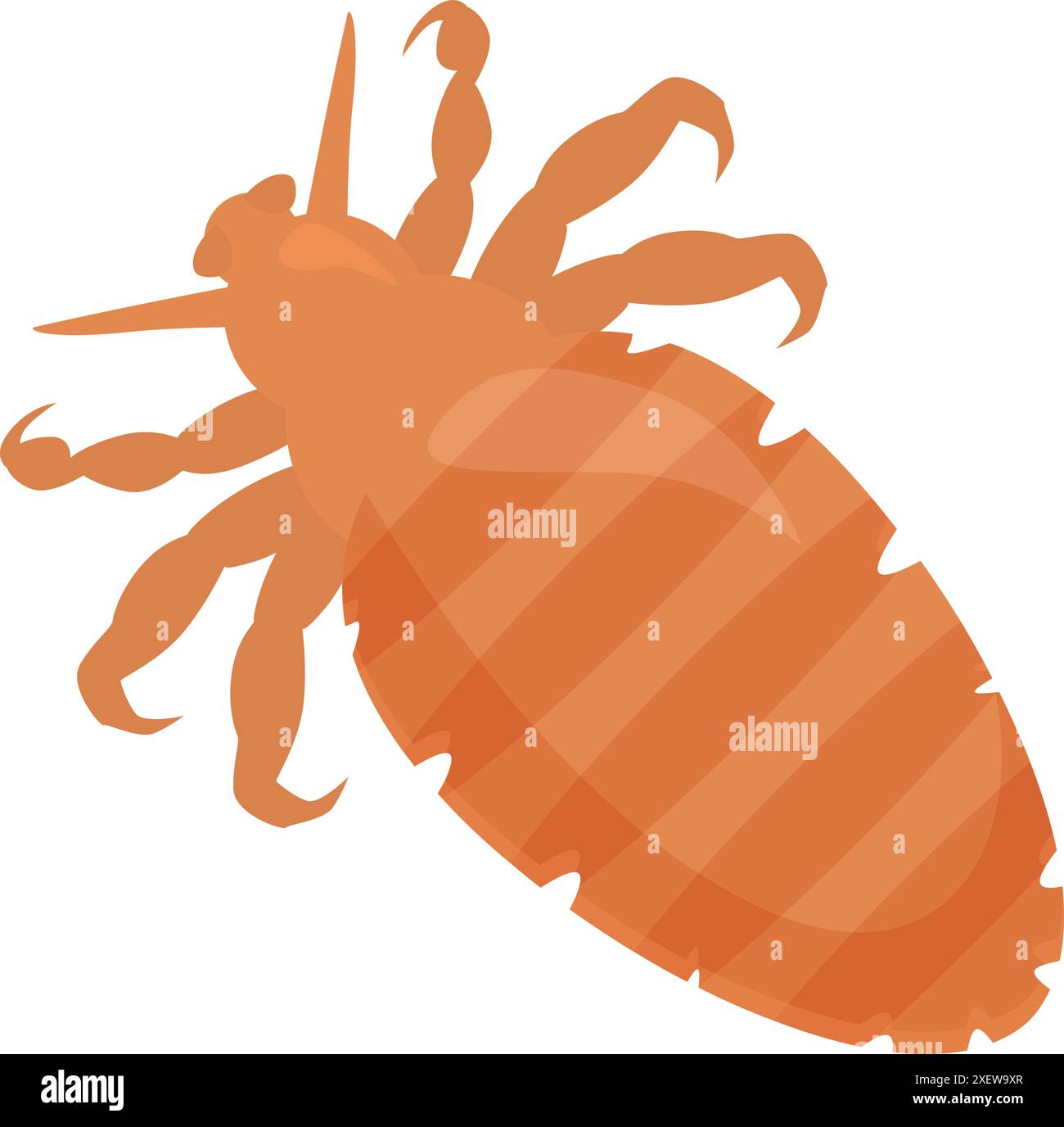 Louse insect spreading infection through blood sucking, skin parasite ...