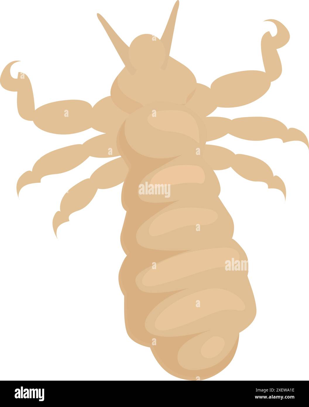 Body louse insect crawling on scalp and spreading diseases Stock Vector ...