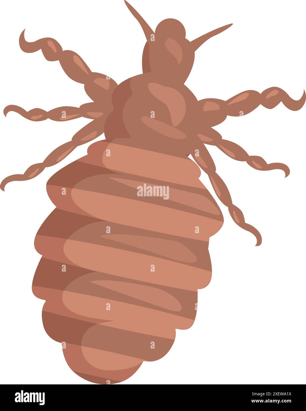Brown louse insect parasite crawling spreading disease Stock Vector ...