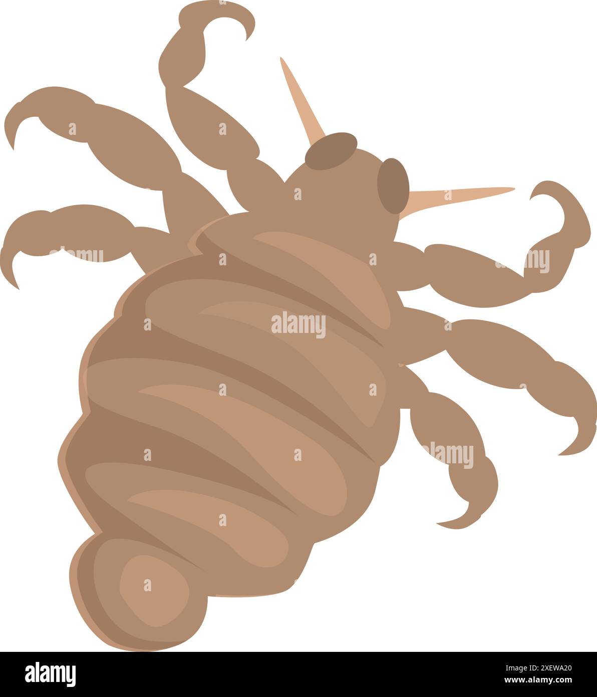 Louse insect spreading infection through bite on skin, dangerous ...