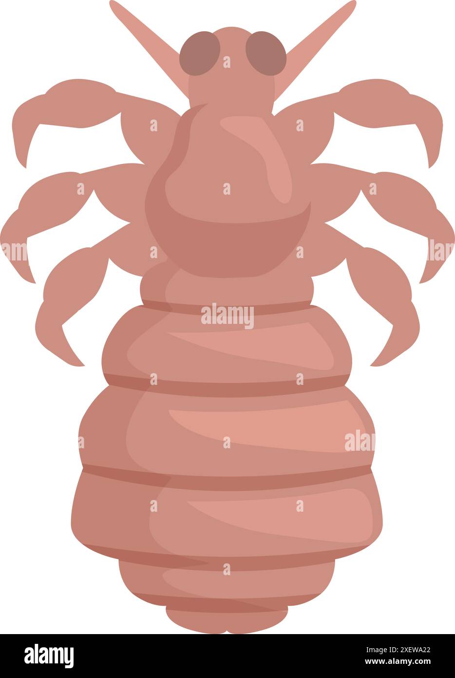 Body louse insect crawling on a skin surface Stock Vector Image & Art ...