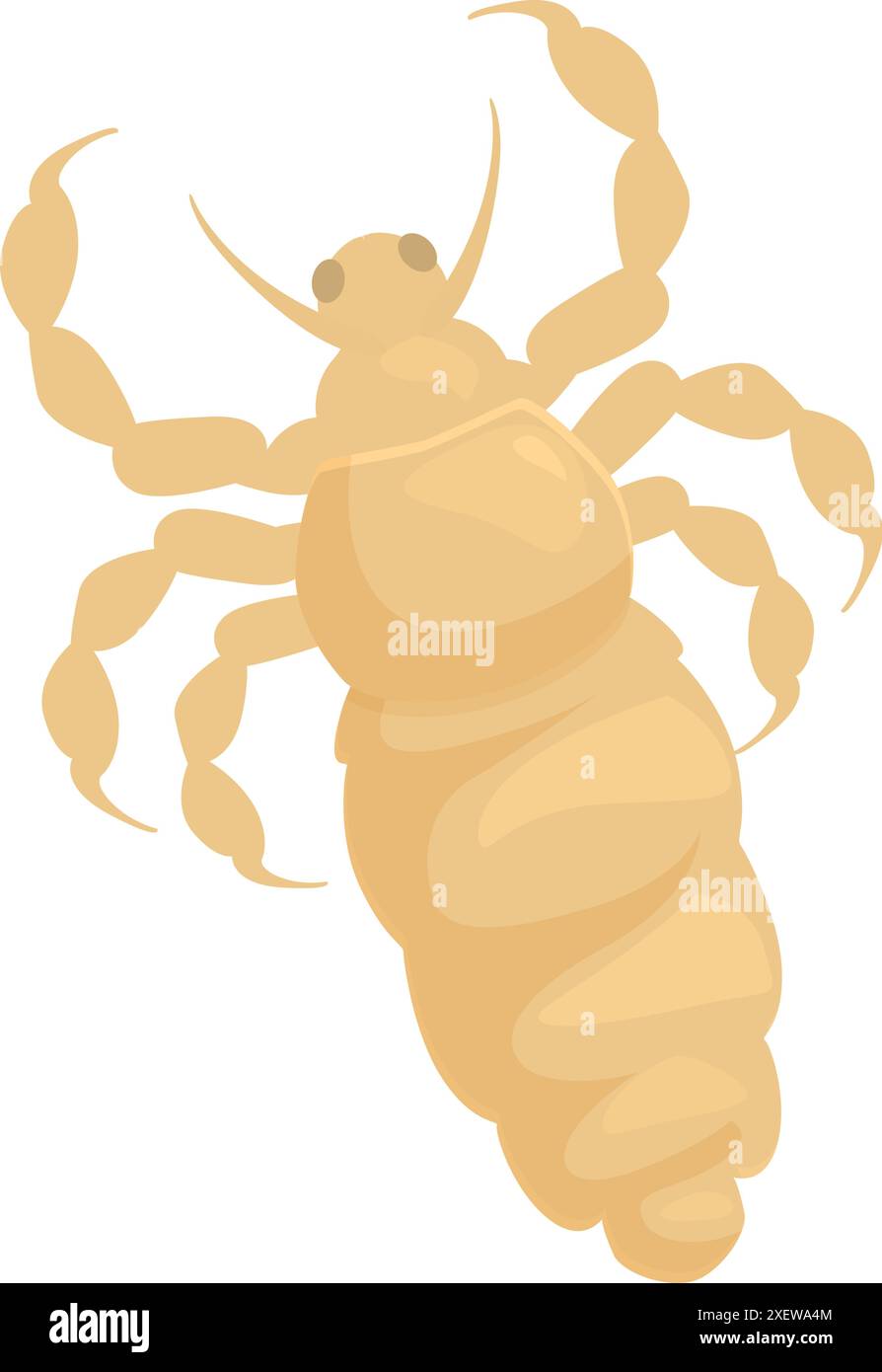 Body louse isolated on a white background, a parasite living on the ...