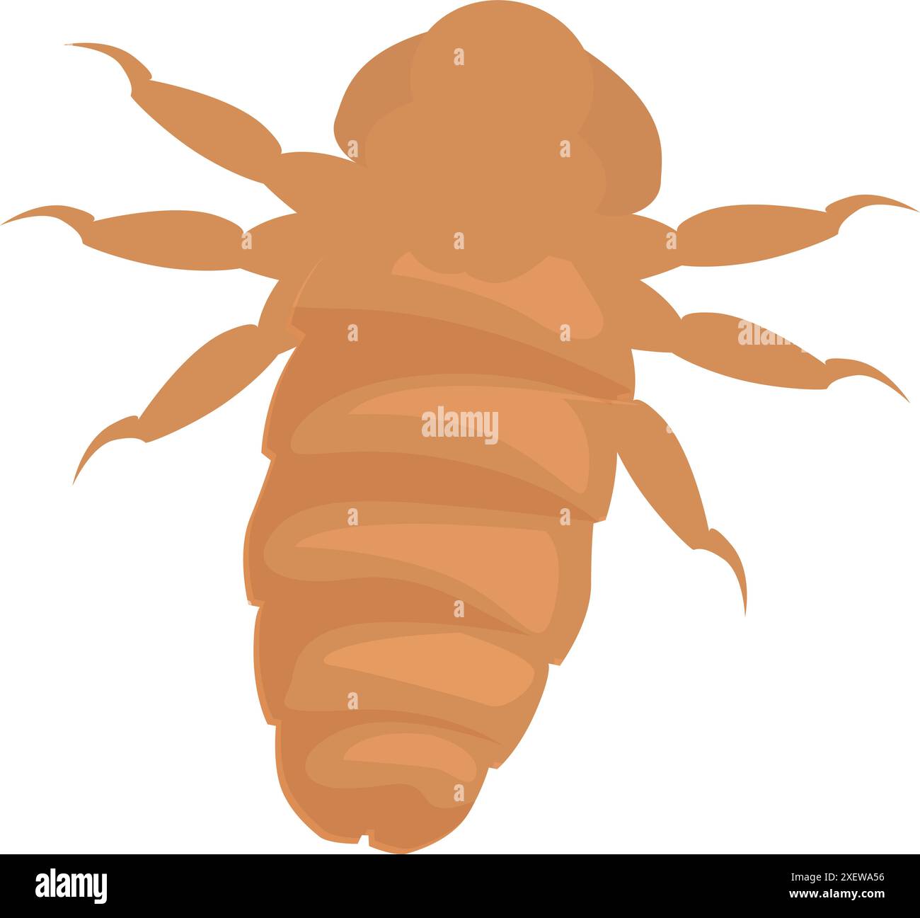 Louse insect spreading its legs while crawling on white background ...