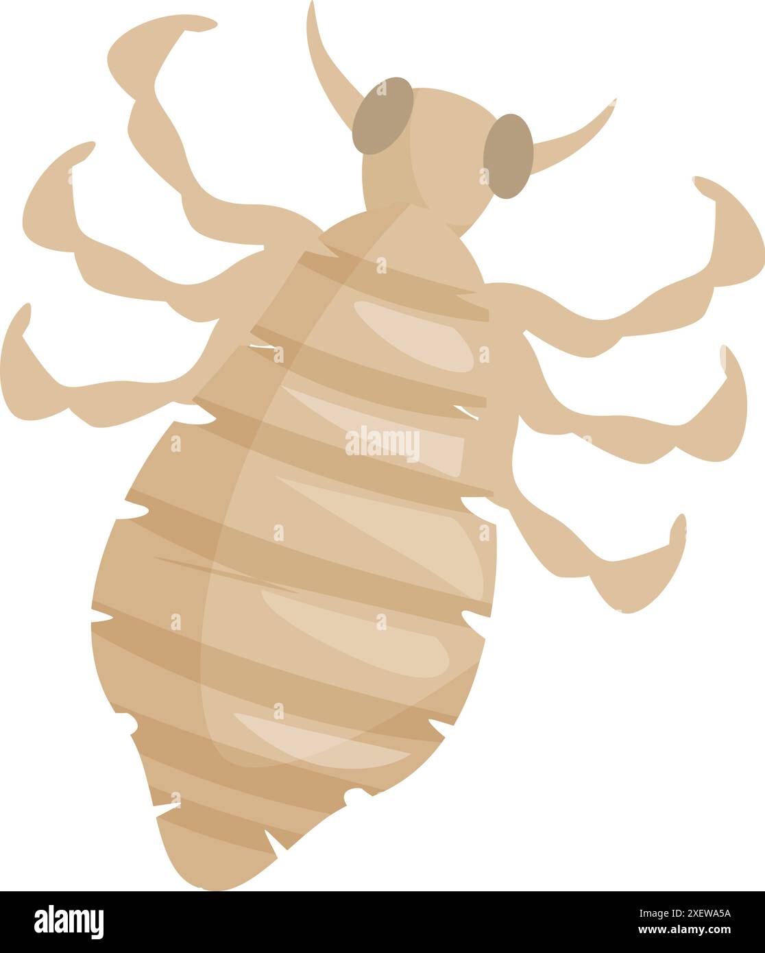 Louse insect spreading disease through touching, dangerous parasite ...