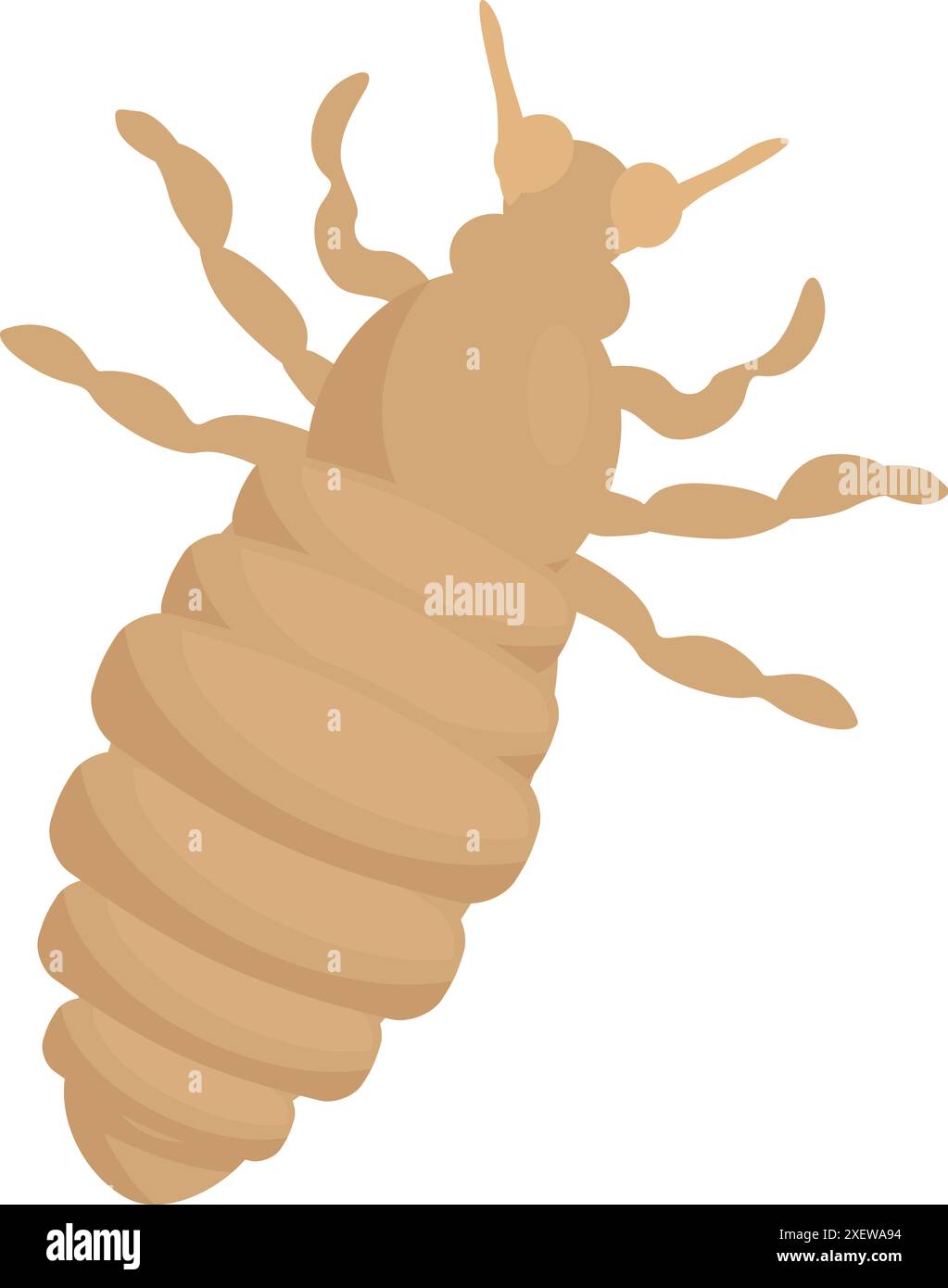 Louse insect spreading disease through touching, a common problem for ...