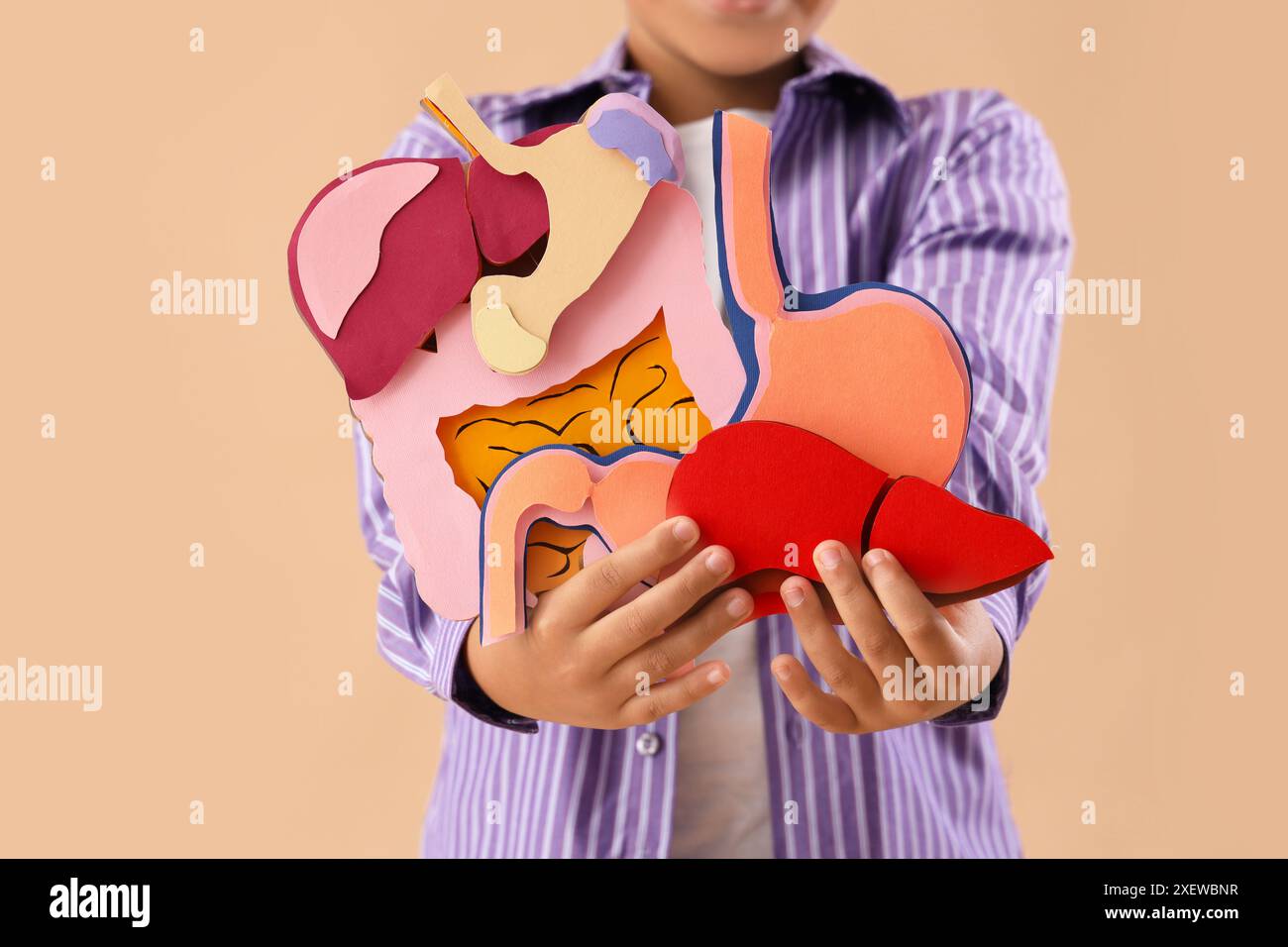 Human organs paper hi-res stock photography and images - Alamy