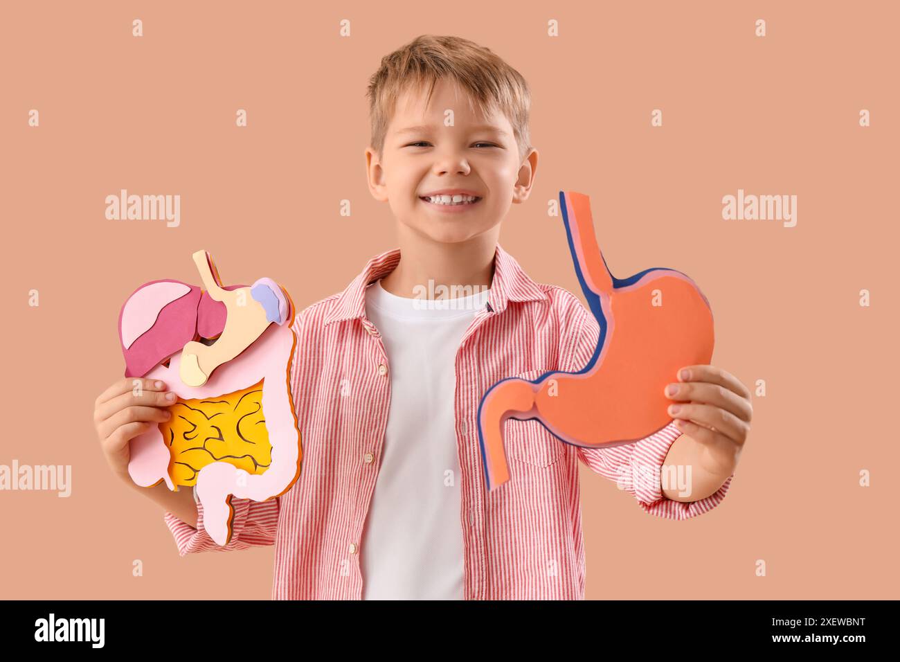 Little boy with paper digestive system on beige background Stock Photo ...