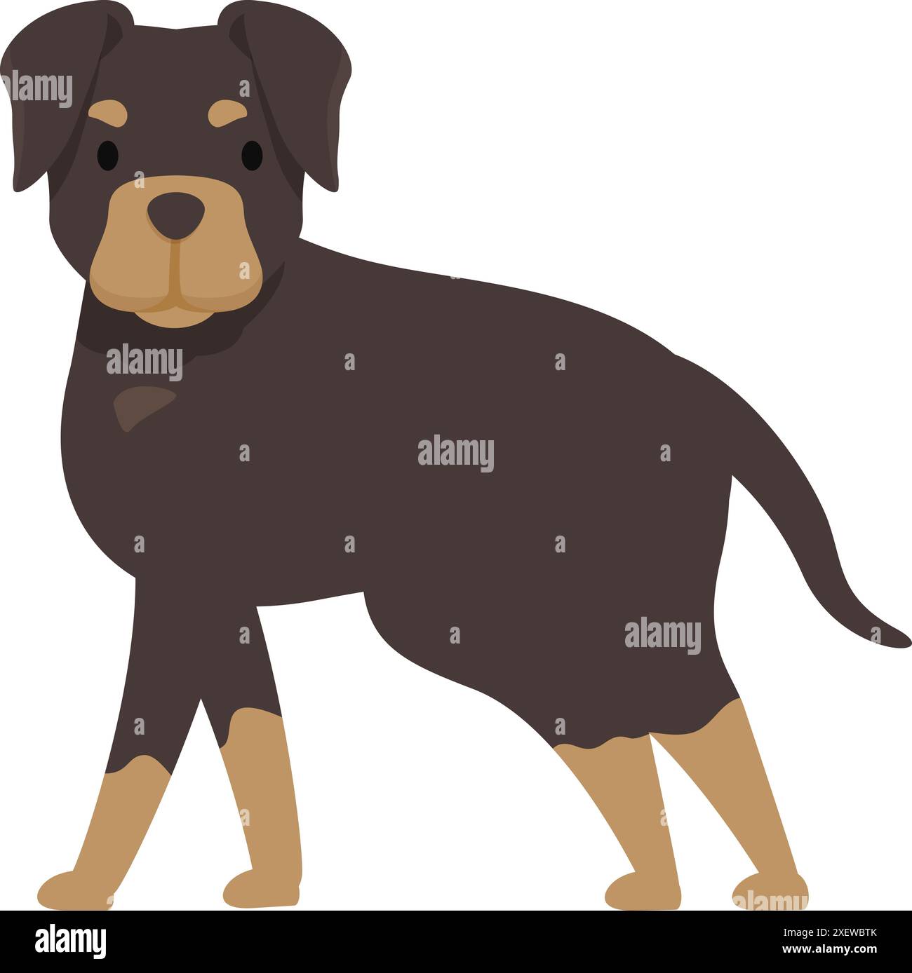 Rottweiler dog standing on all fours looking forward Stock Vector Image ...