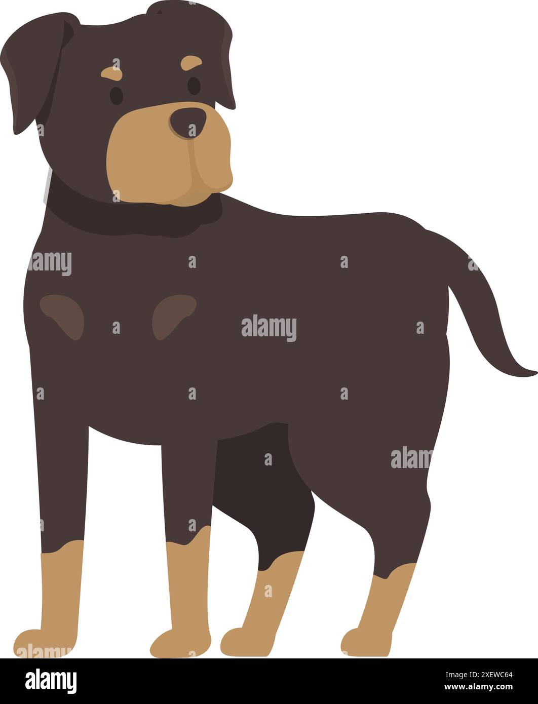 Powerful rottweiler standing guard dog looking alert with a serious ...