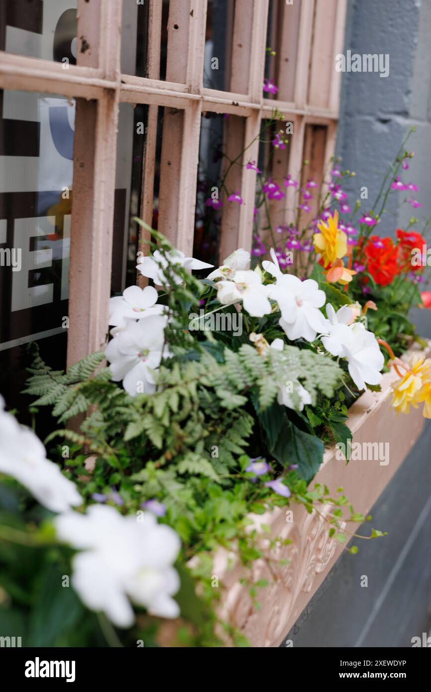 Colorful flowers in a window box with vintage window frame Stock Photo ...