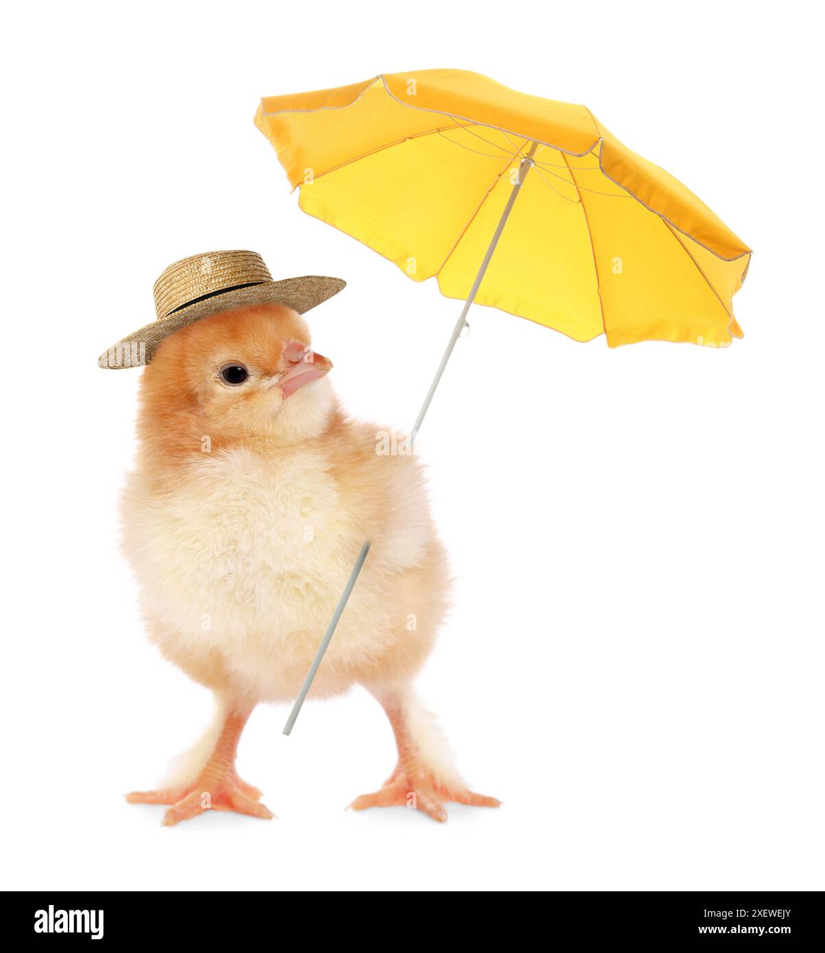 Cute fluffy chick with straw hat and yellow beach umbrella isolated on ...