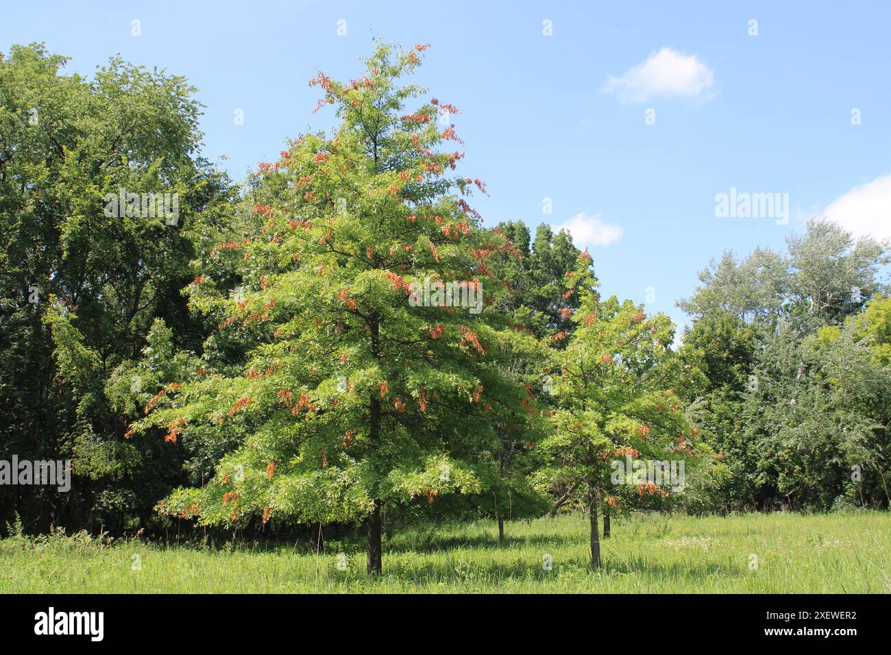 Two red oak trees with cicada damage at Iroquois Woods in Park Ridge ...