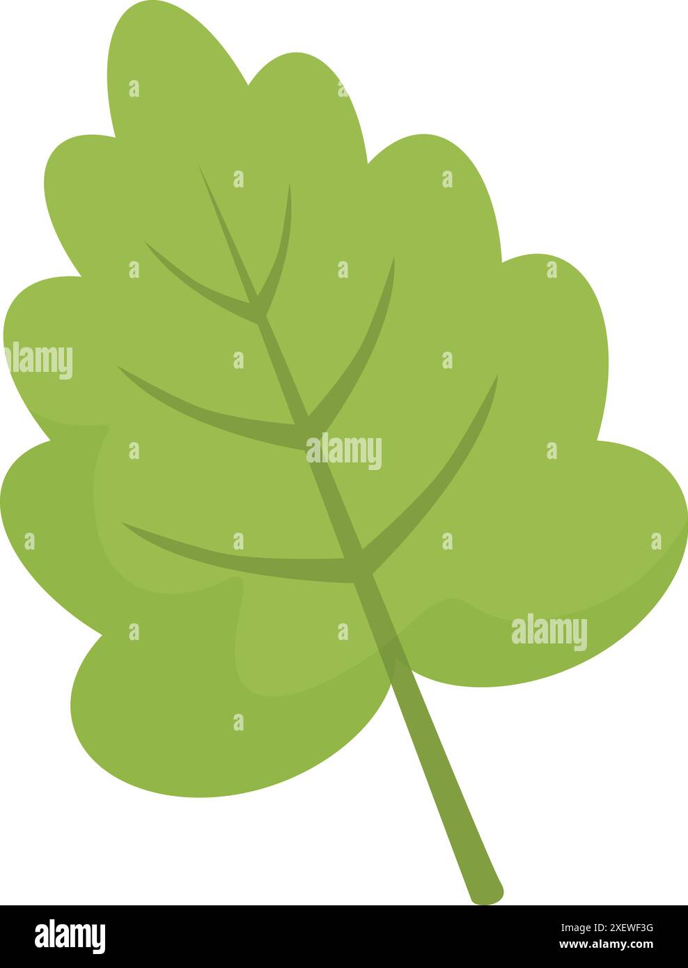 Simple green leaf is growing with veins showing for a spring or nature ...