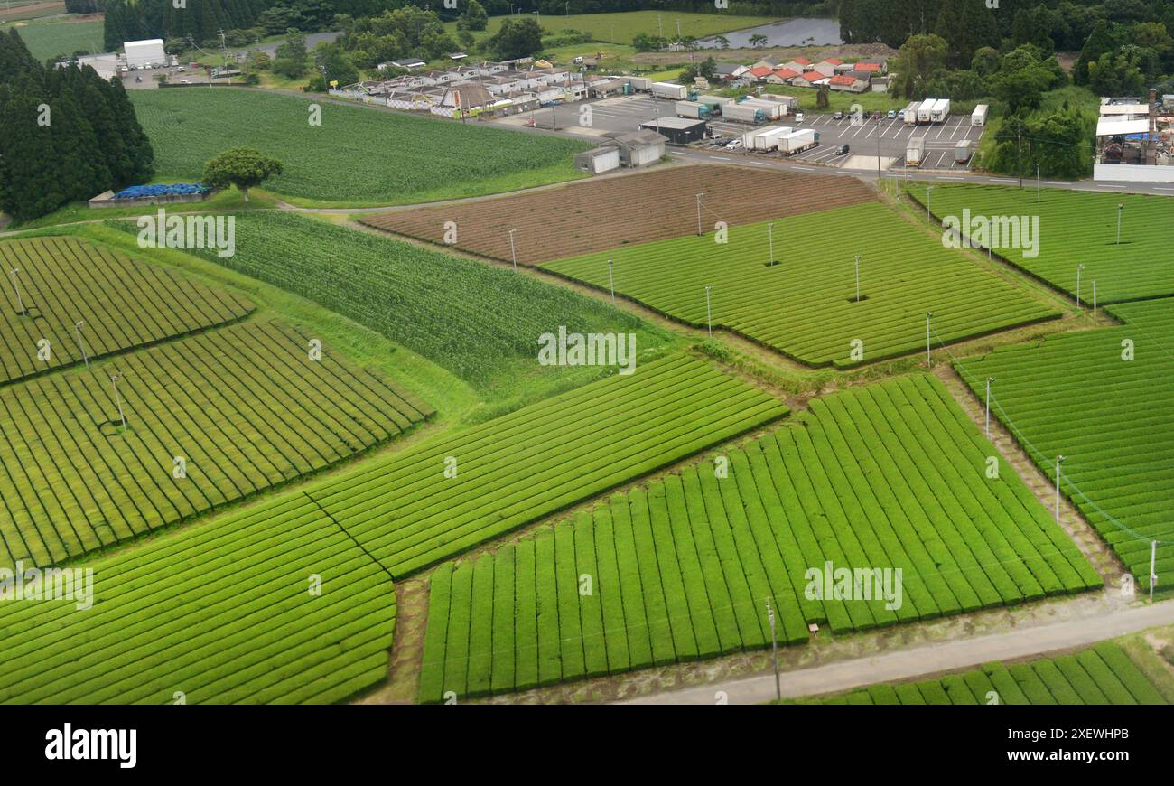 Aerial view of tea plantations in Kagoshima prefecture, Kyushu, Japan ...