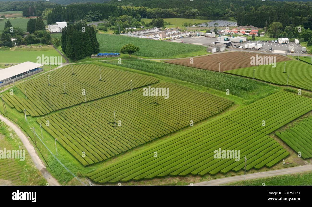 Aerial view of tea plantations in Kagoshima prefecture, Kyushu, Japan ...