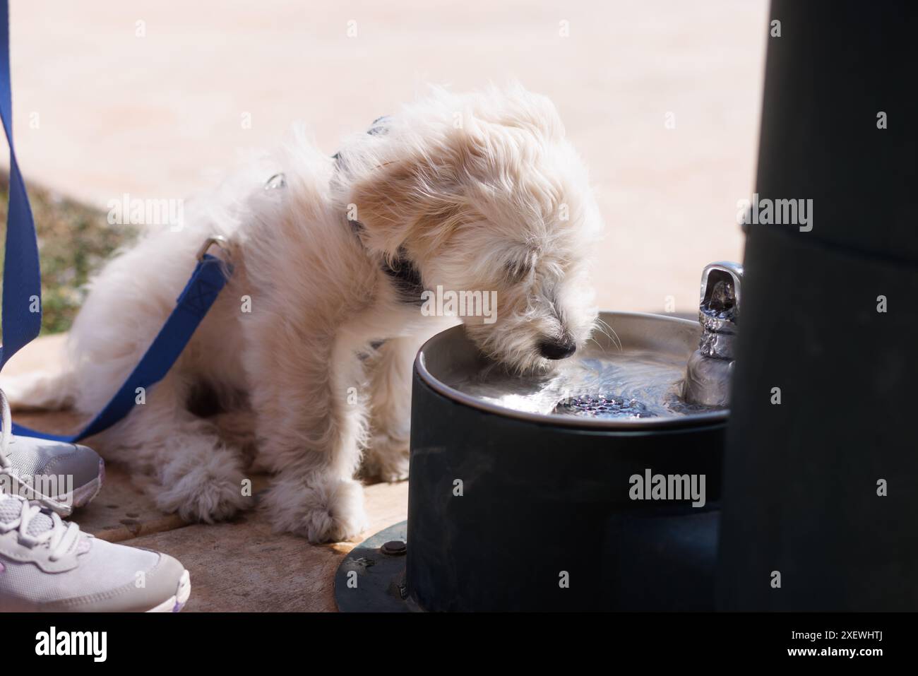 Adorable fluffy puppy explores a park water fountain Stock Photo - Alamy
