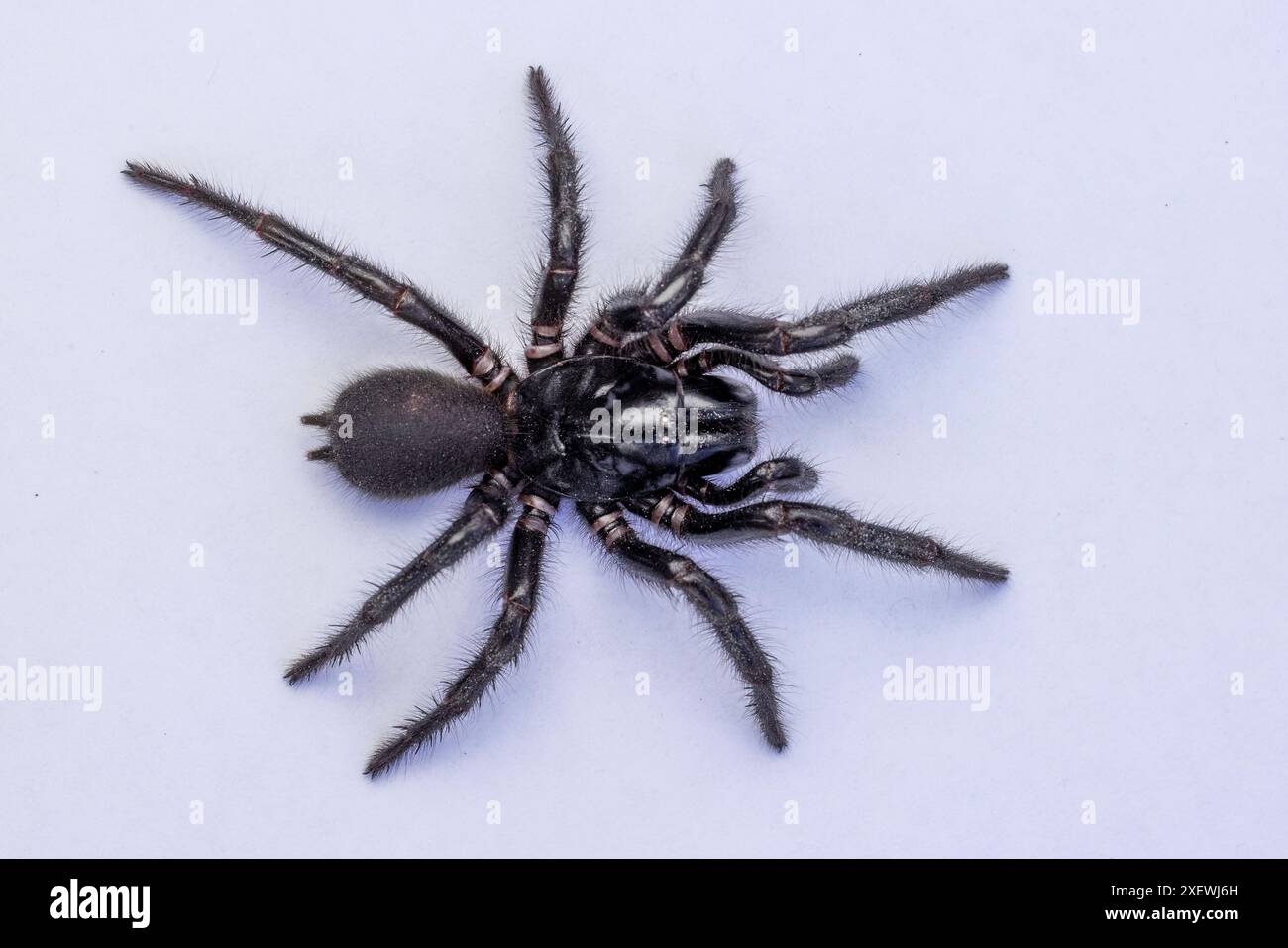 Australian highly venomous Sydney Funnel-web Spider Stock Photo - Alamy