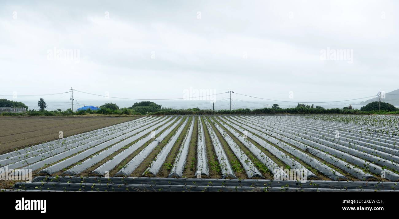 Agricultural landscapes in Southern Kyushu, Japan Stock Photo - Alamy