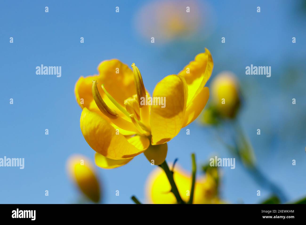 Field senna flower (senna corymbosa) over blue sky Stock Photo - Alamy