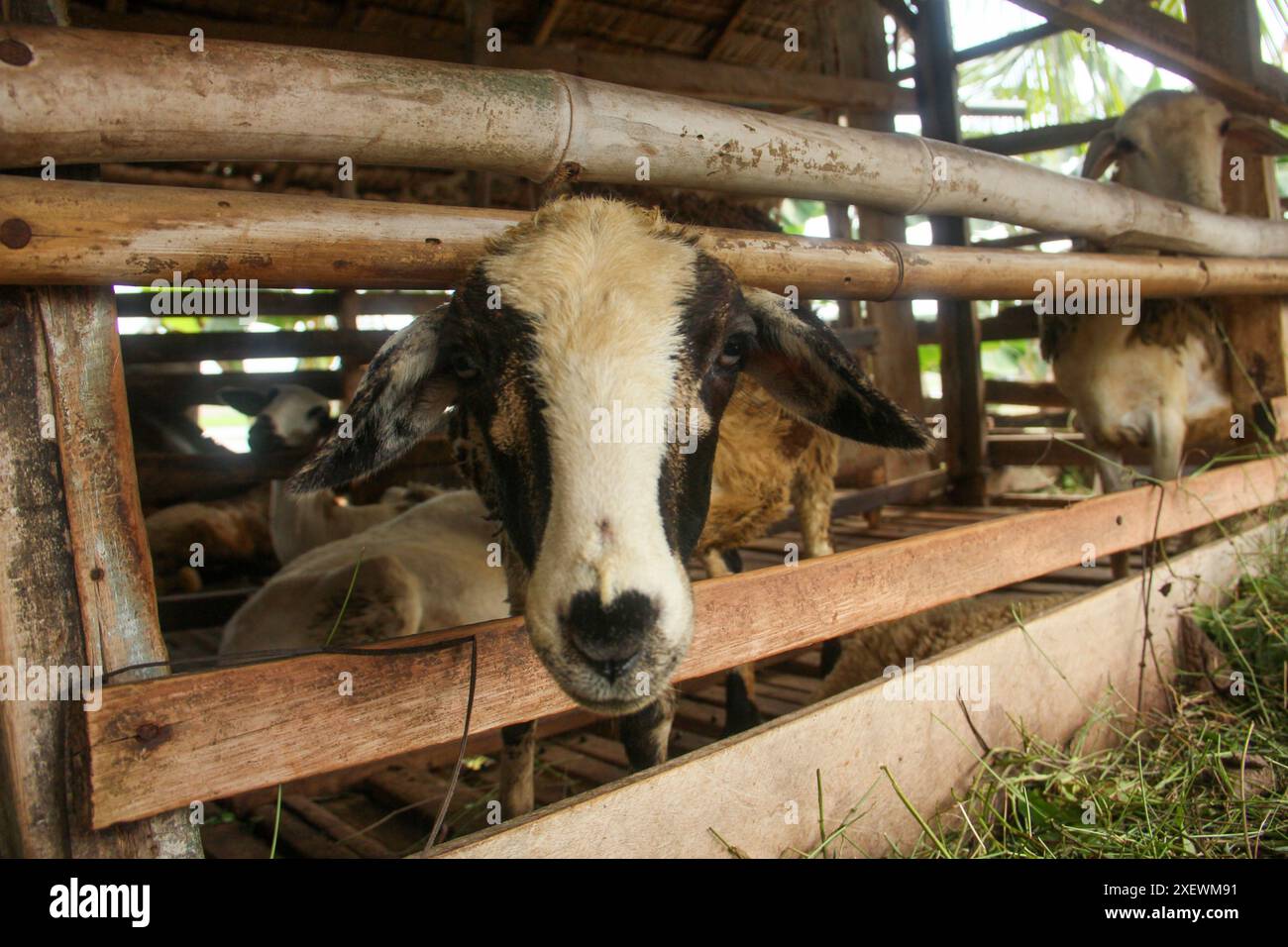Goat farming, goats are in cages and are usually used as animals for ...