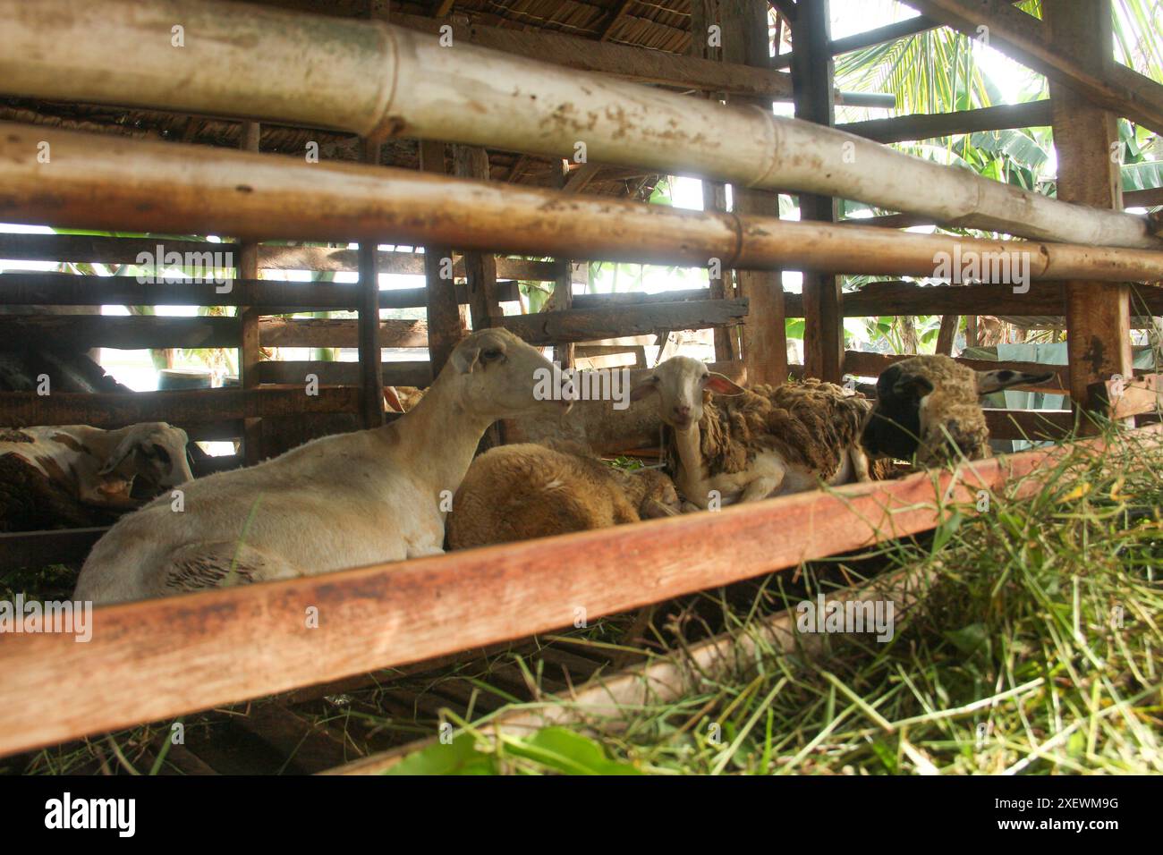 Goat farming, goats are in cages and are usually used as animals for ...