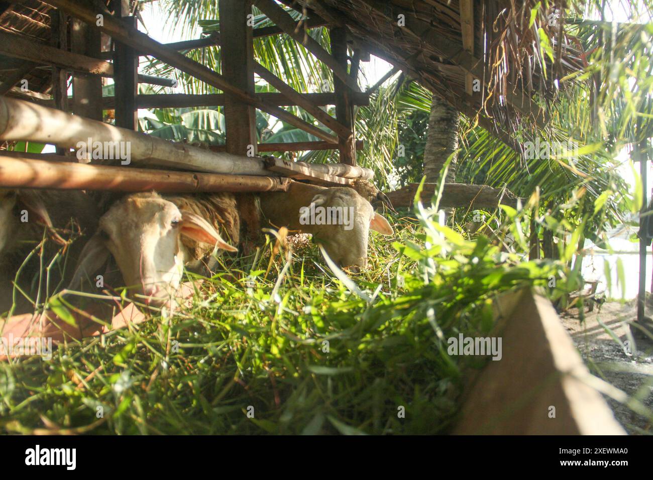 Goat farming, goats are in cages and are usually used as animals for ...