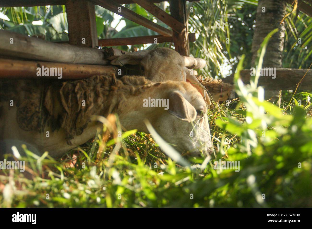 Goat farming, goats are in cages and are usually used as animals for ...