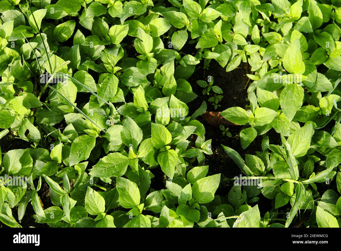 Small grasses that grow on top of humus soil Stock Photo - Alamy