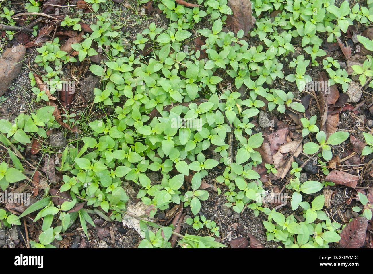 Humus soil hi-res stock photography and images - Alamy