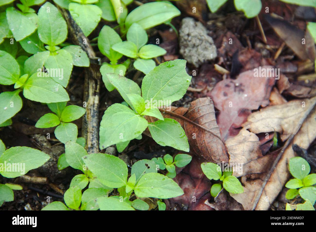 Small grasses that grow on top of humus soil Stock Photo - Alamy