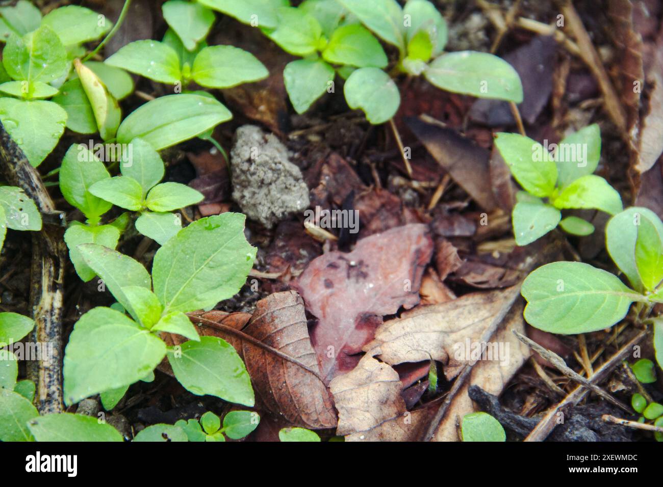 Small grasses that grow on top of humus soil Stock Photo - Alamy